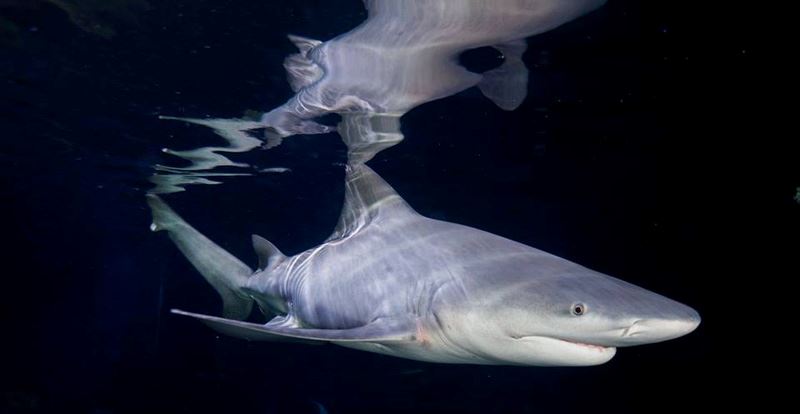 Best Gift Certificates. Shark Dive Xtreme – Certified Diver (Melbourne ...