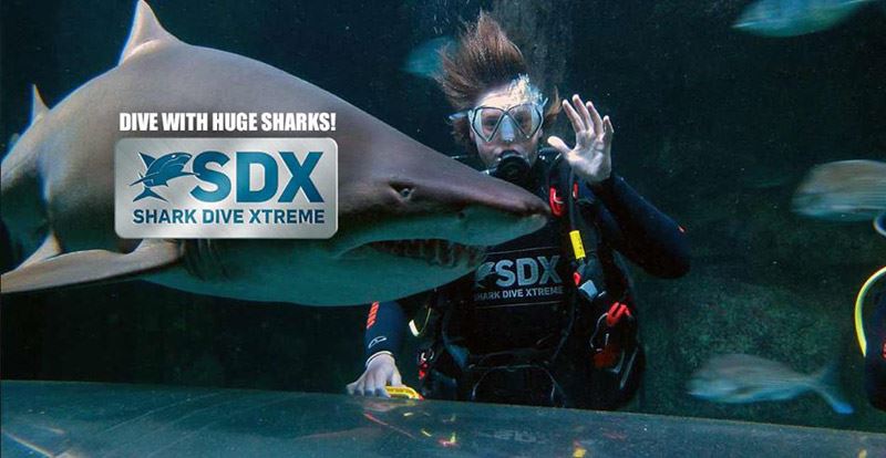 Best Gift Certificates. Shark Dive Xtreme – Non-Certified Diver ...