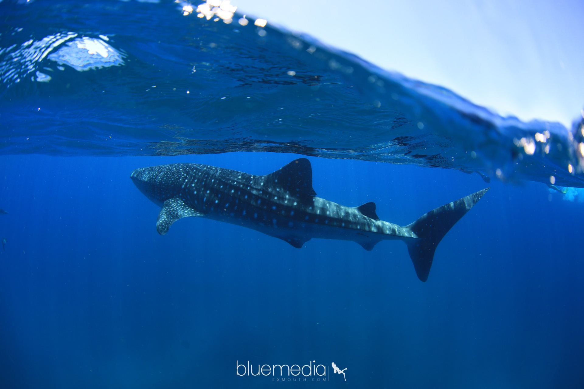 Best Gift Certificates. Swim with Whale Shark - FAMILY WA